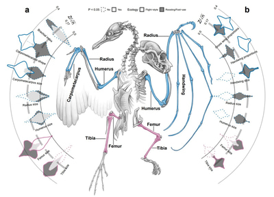How are Bird Bones Adapted for Flight: Unveiling Nature’s Engineering ...