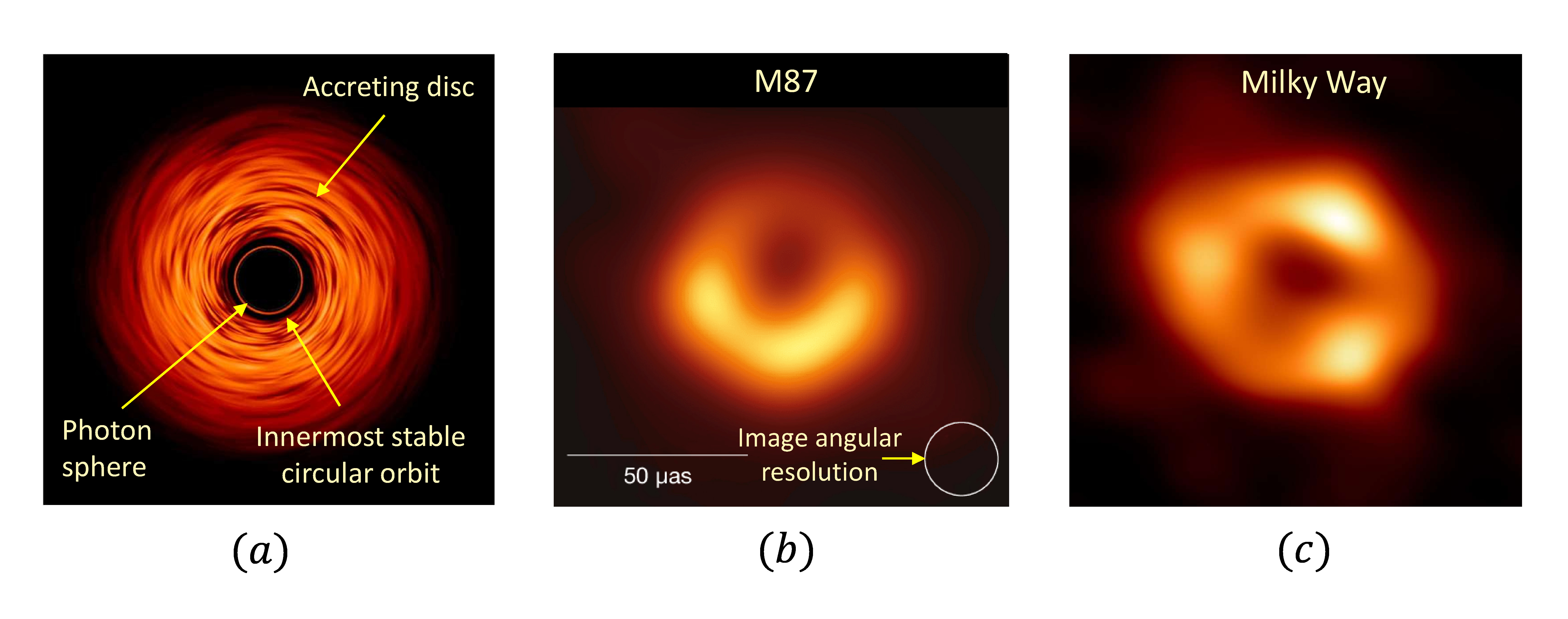 Vector gravity unites Dark energy in the universe and elementary ...