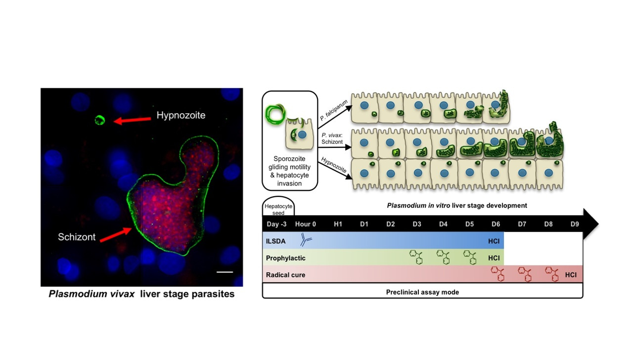 Tackling the elusive malaria liver stage using an improved human liver ...