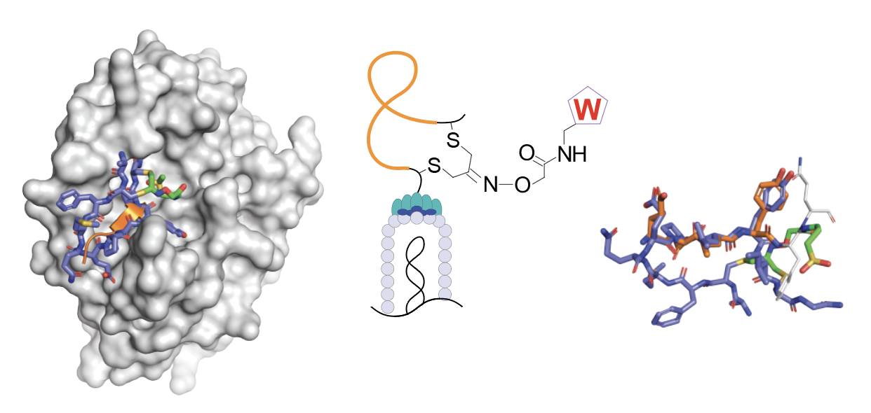 Putting phage to work for covalent inhibitor design | Research ...