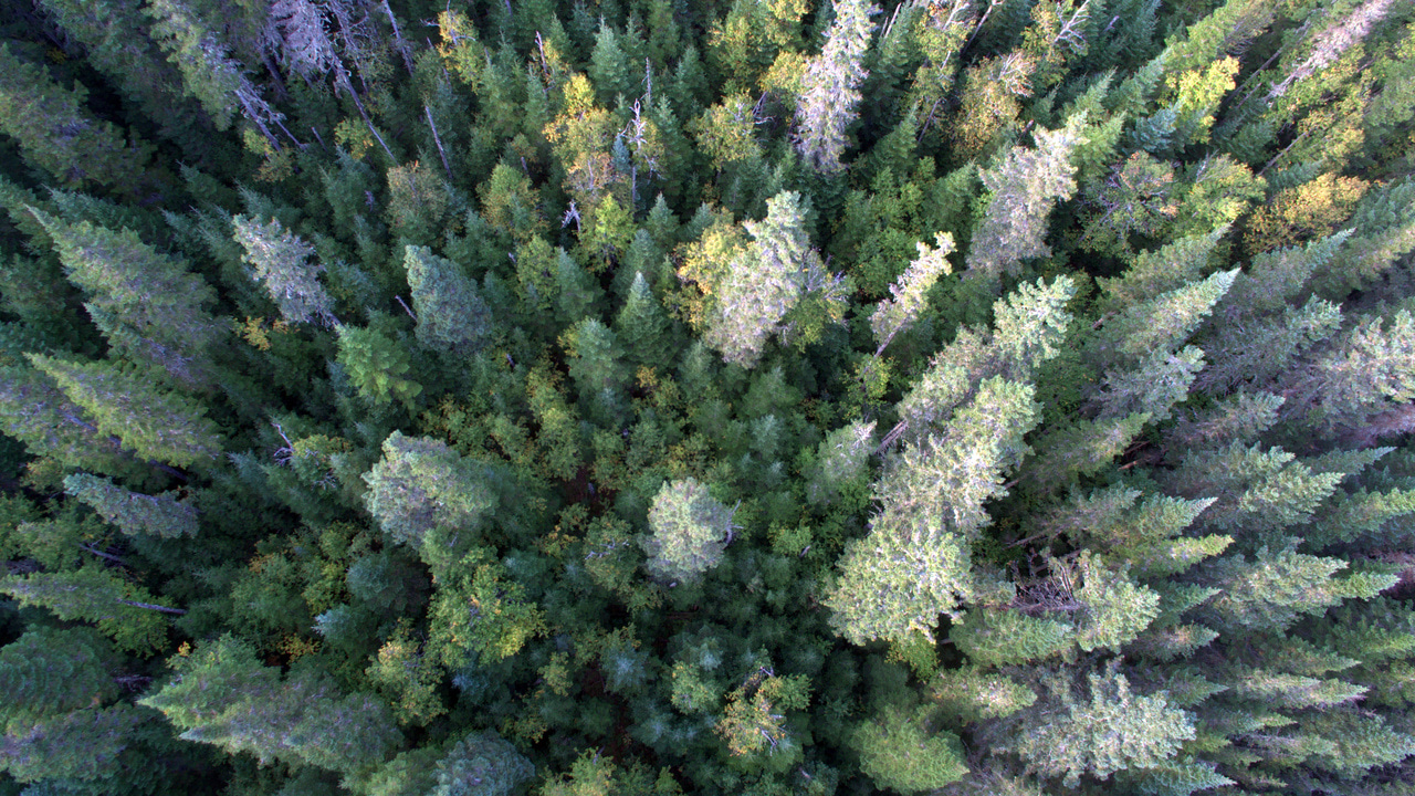 Forests at the tipping point | Research Communities by Springer Nature