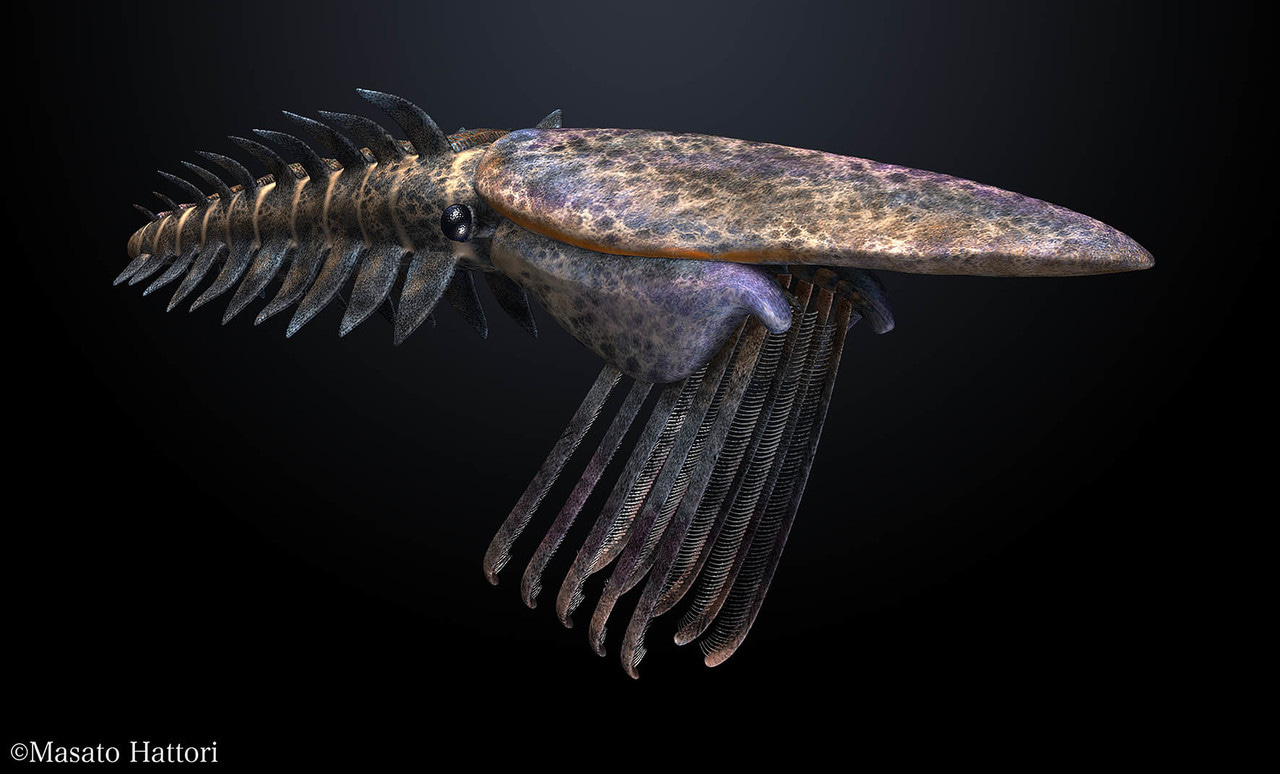 Suspension feeding radiodont links Cambrian surface waters and sea ...