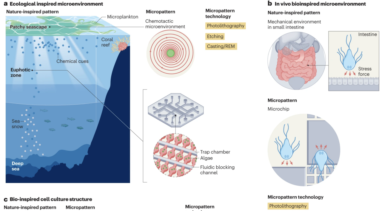 Nature-inspired micropatterns | Research Communities by Springer Nature