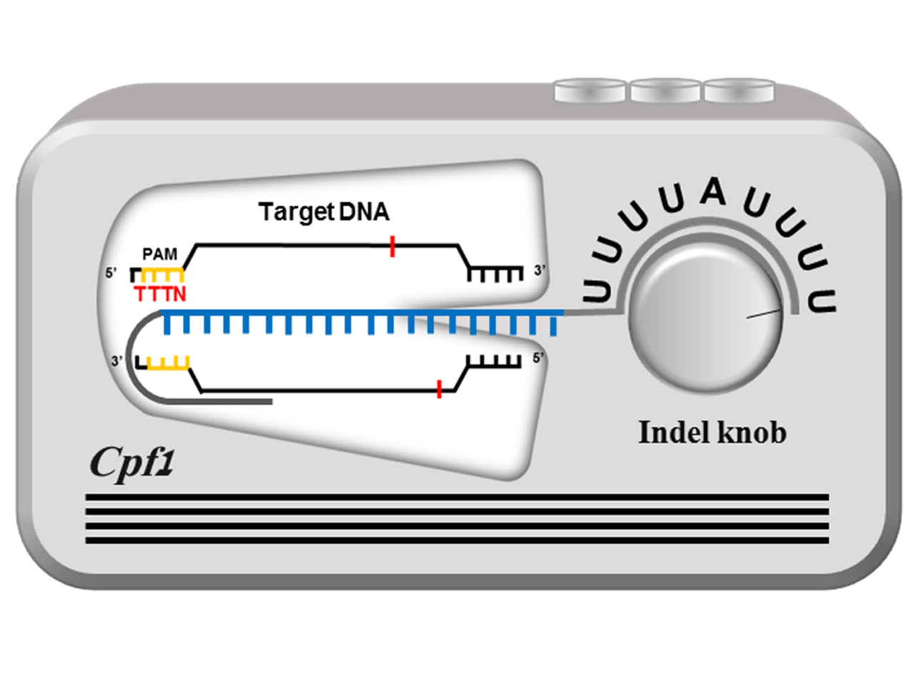 A tunable, highly-efficient CRISPR-Cpf1 system | Research Communities ...