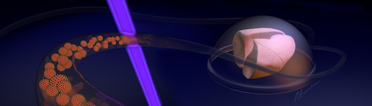 A beam of light that could be a game-changer for transplant | Research ...