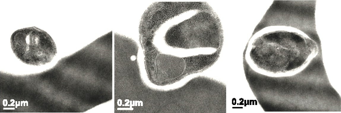 Insights into mechanisms of malaria infection may enable new vaccine ...