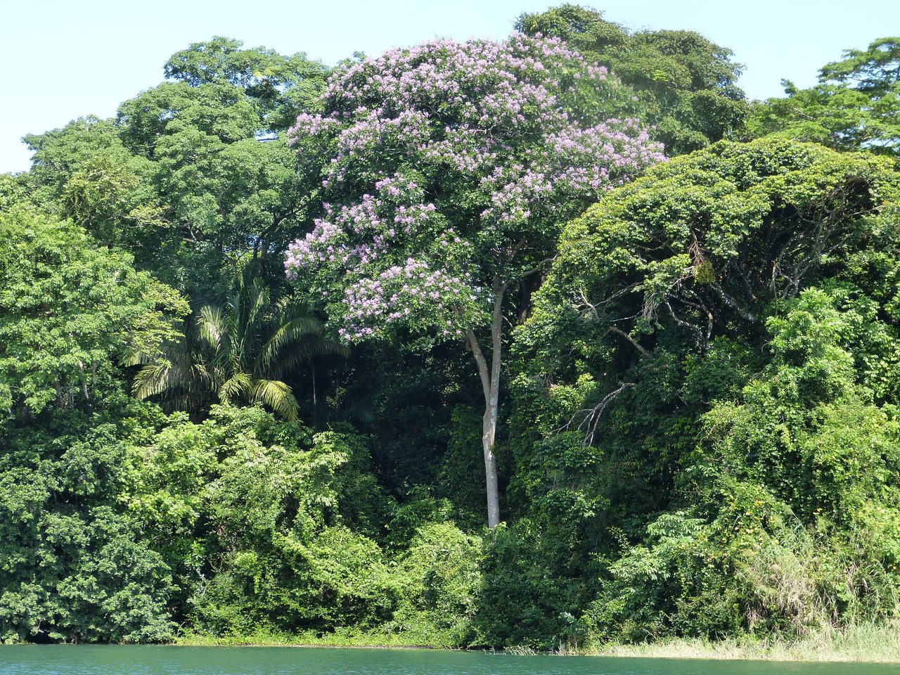 Why cooperate when you could cheat? | Research Communities by Springer ...