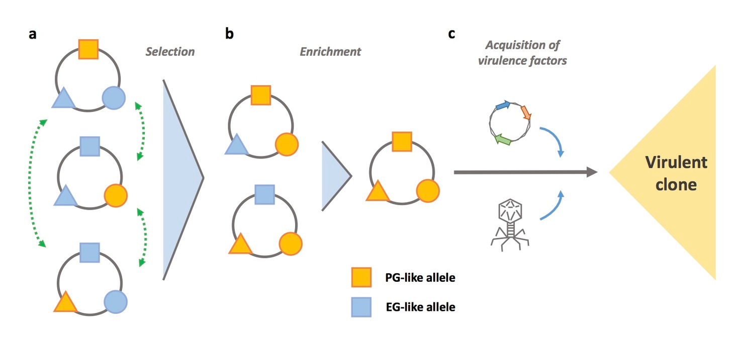 The origins of a pathogen | Research Communities by Springer Nature
