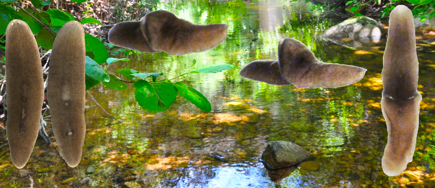 The joy of figuring things out: a story of worms, haplotypes & genetic ...