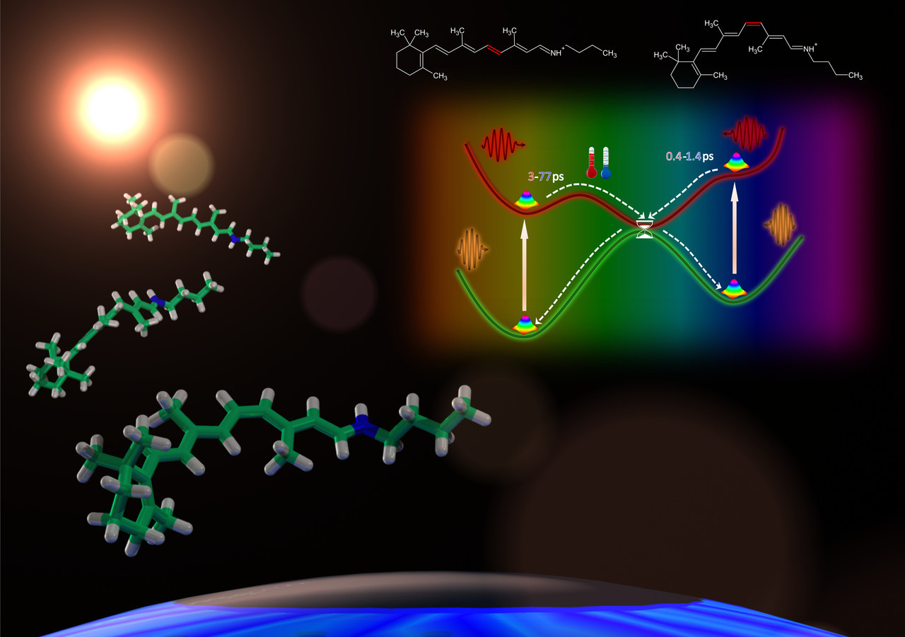 The bare retinal chromophore from visual photoreceptors shows an ...