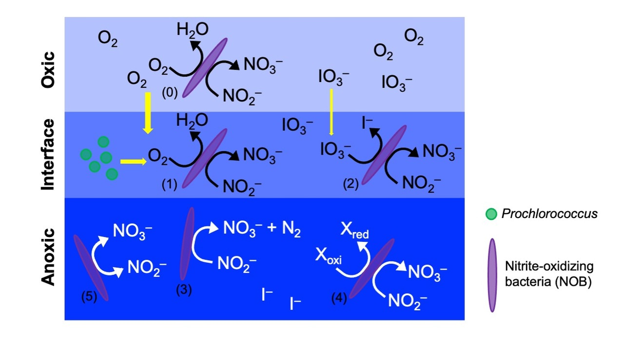 Marine nitrite-oxidizing bacteria cannot be defined by their ...