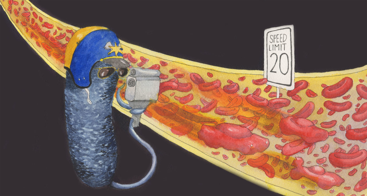 Rheosensing: how bacteria feel the flow | Research Communities by ...