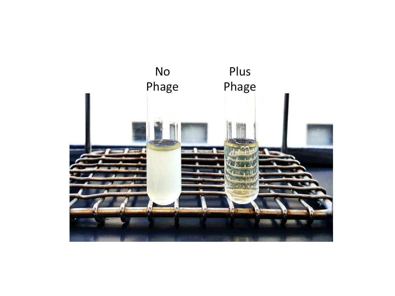 A phage cocktail protects from cholera | Research Communities by ...