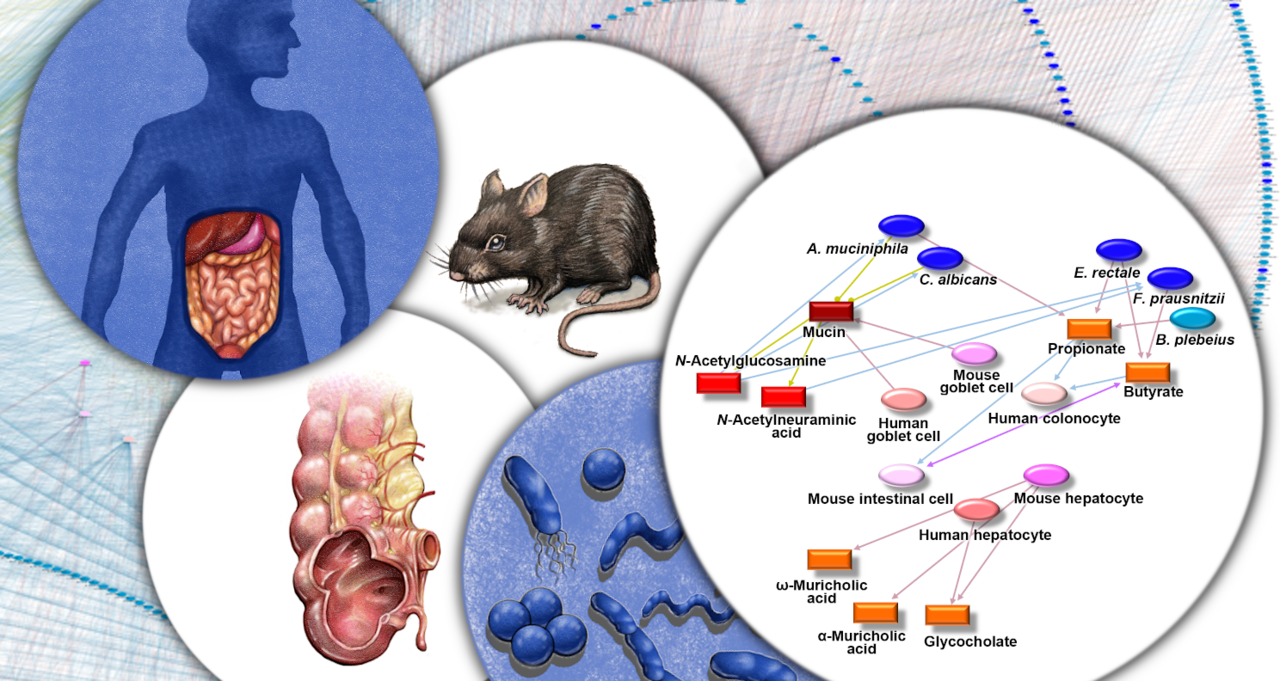 Large-scale metabolic interaction network of the mouse and human gut ...
