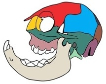 Cyclopic lambs & evo-devo-path: tribute D.Noden & H. Evans | Research ...