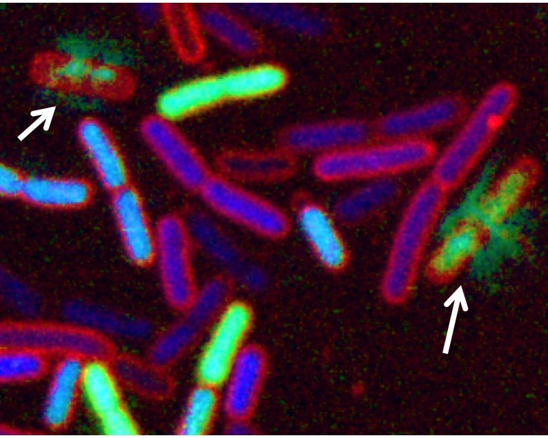 Chimeric Peptidomimetic Antibiotics Against Gram-Negative Bacteria ...