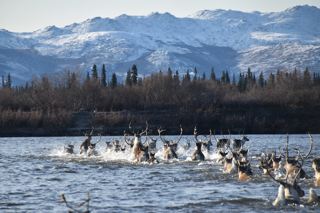 Longest terrestrial movements | Research Communities by Springer Nature