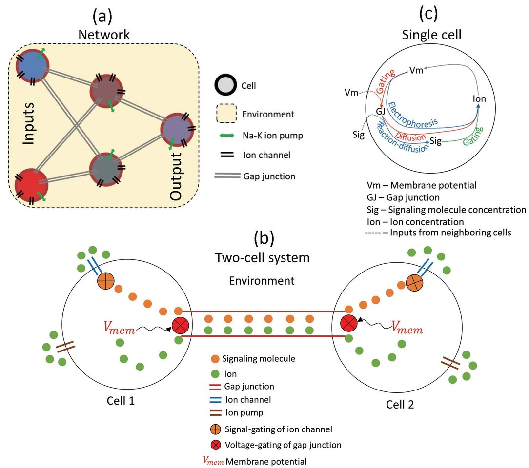 A 'no-brainer' paradigm of intelligence, or how to think without a ...
