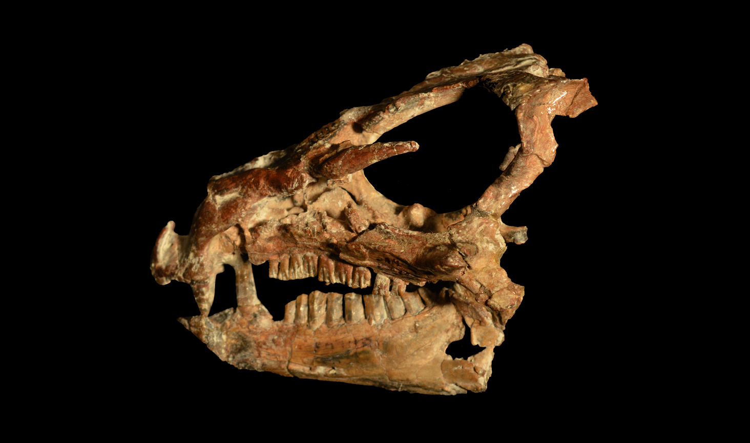 Redefining Dinosaur: How we arrived at a radically new evolutionary ...