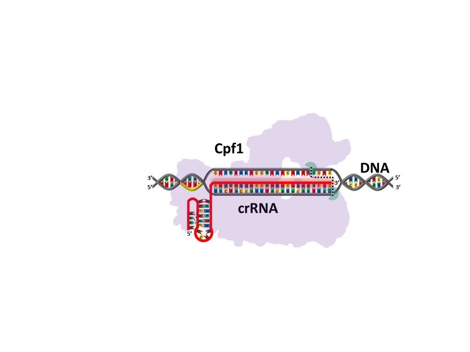 Engineering a RNA system to maximize gene editing | Research ...