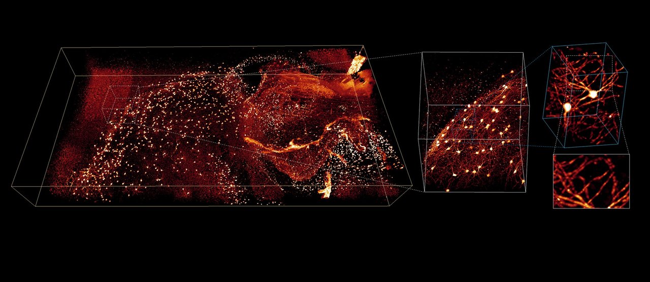 Rapid image deconvolution and multiview fusion for optical microscopy ...
