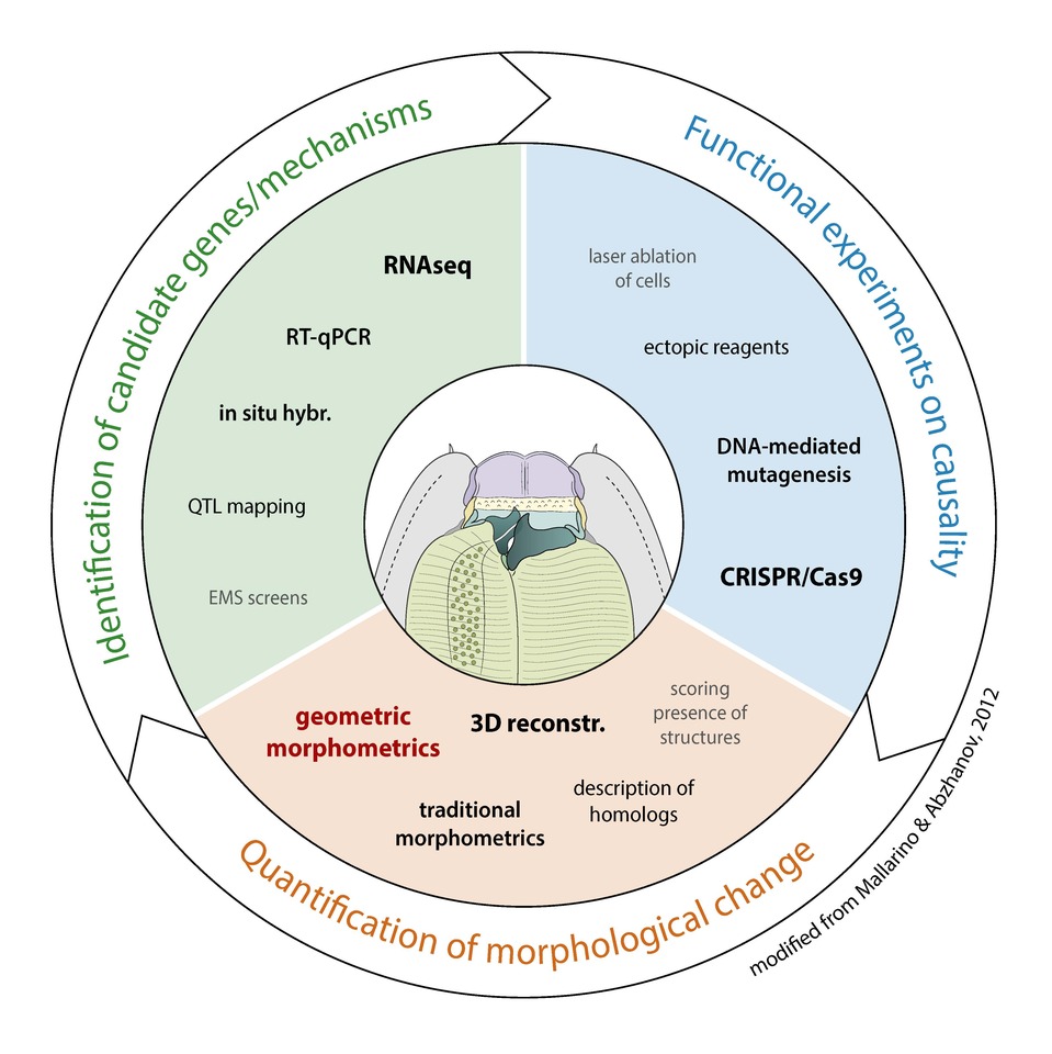 Visualizing shape differences of van Leeuwenhoek’s ‘animalcules ...