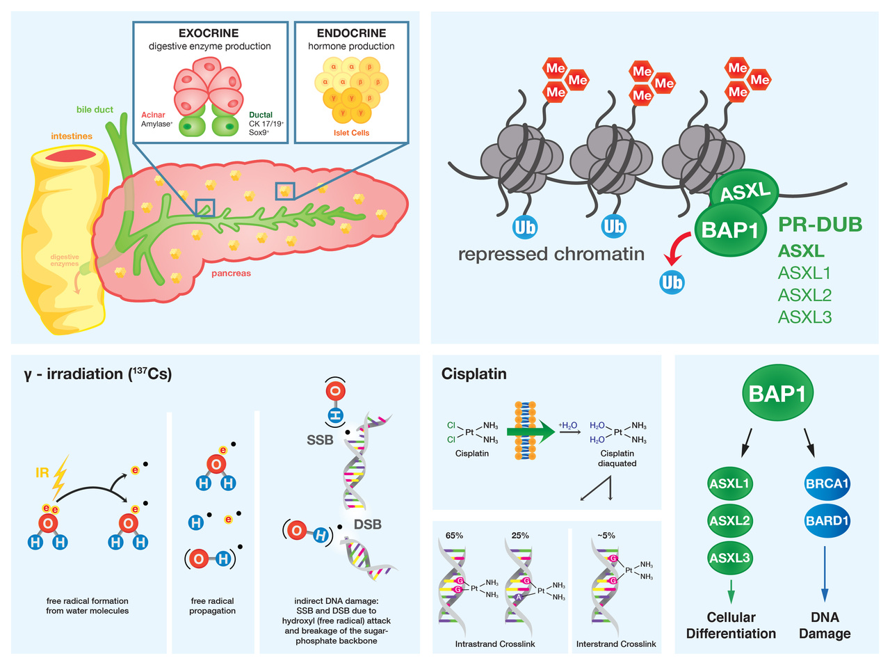 BAP1 loss promotes pancreatic cancer that is sensitive to DNA-damaging ...