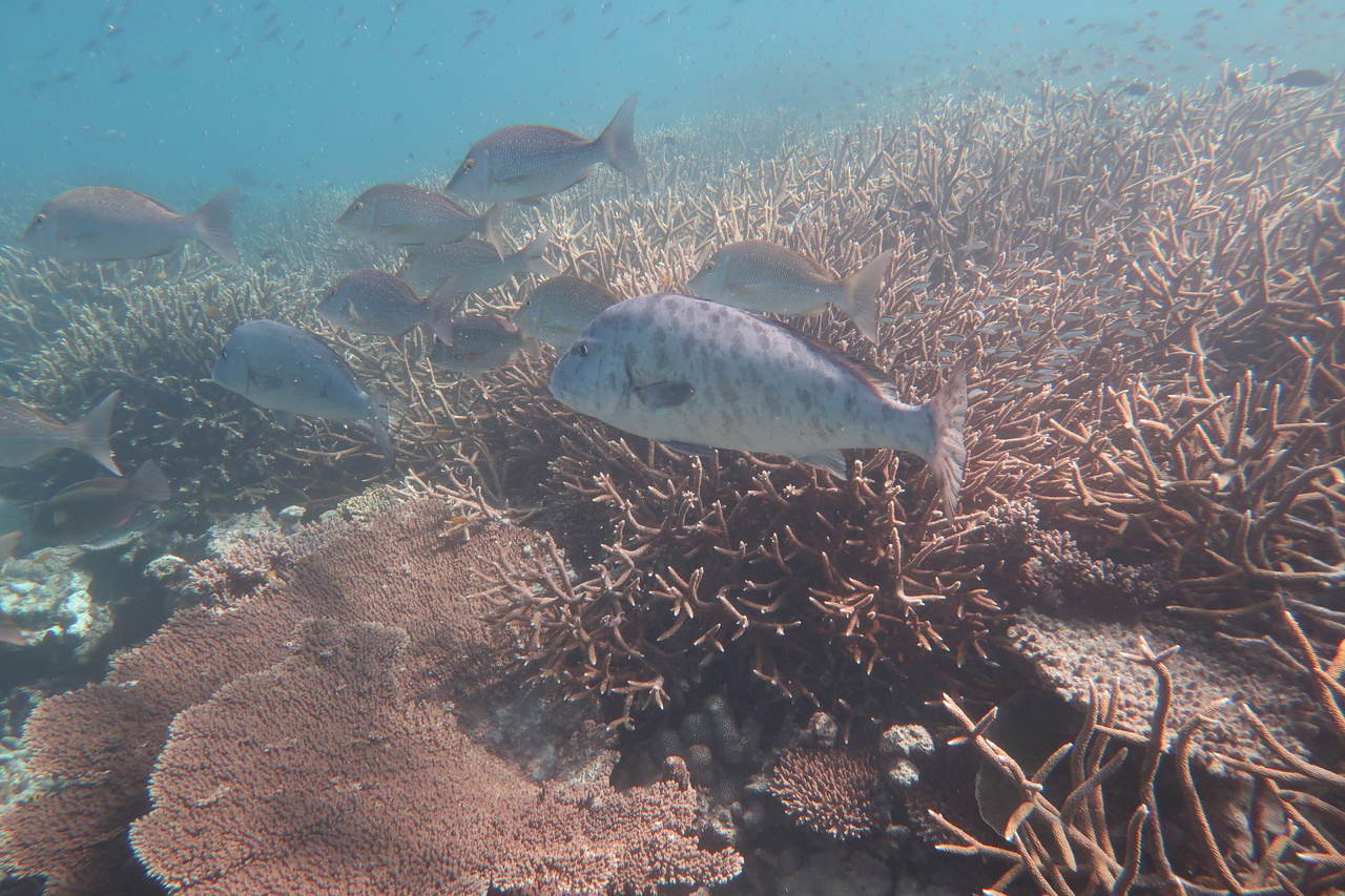 Fish and invertebrates aren't just for eating | Research Communities by ...