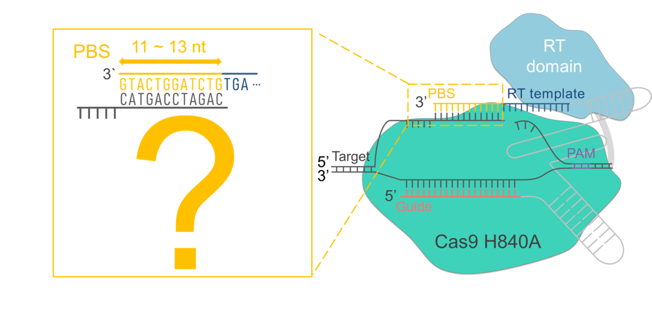 Factors affecting prime editing efficiencies | Research Communities by ...