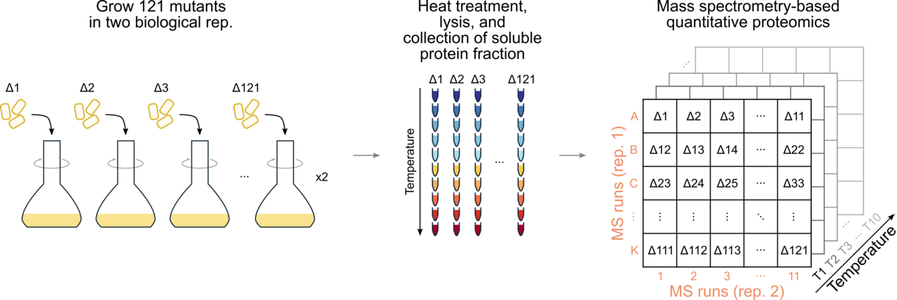 Mapping the functional proteome landscape of Escherichia coli ...