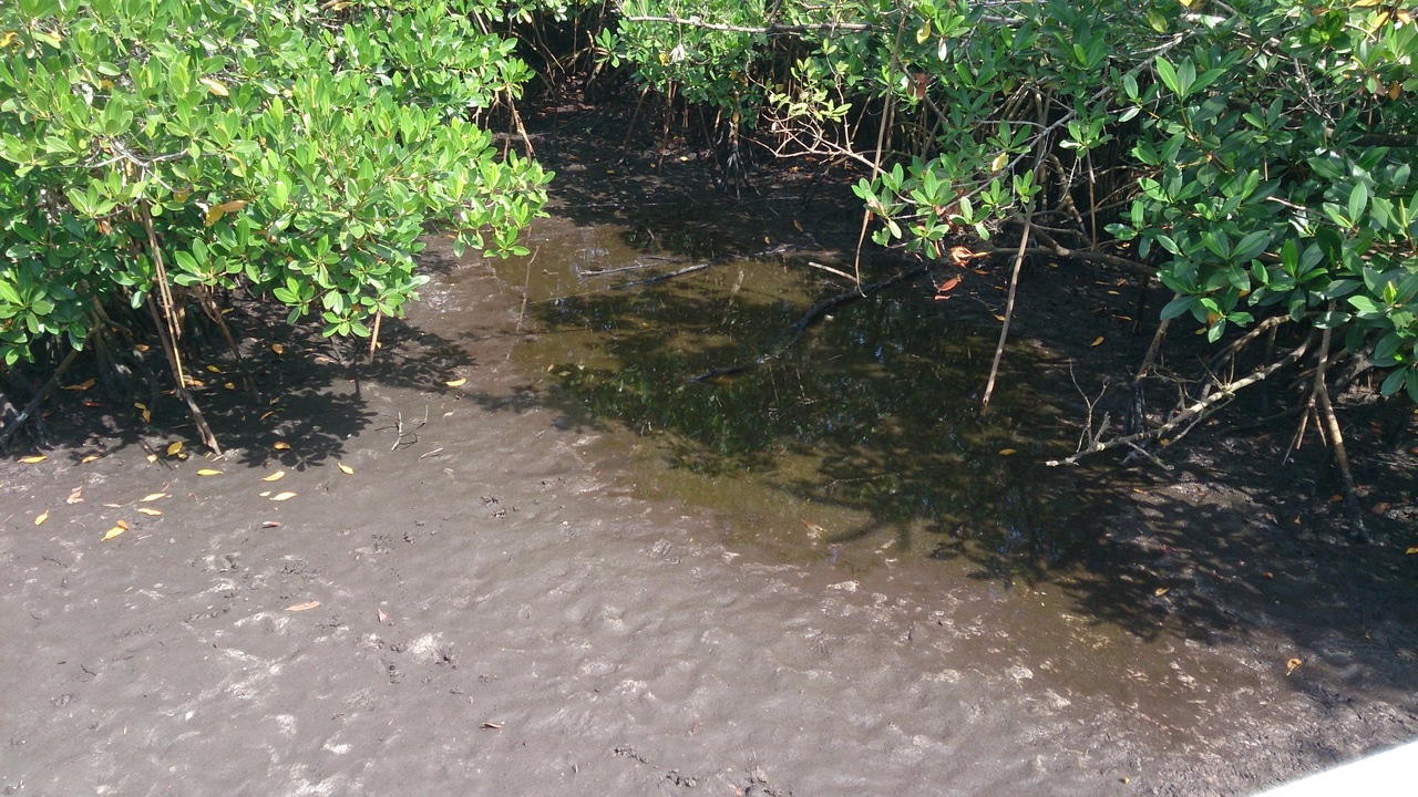 Microbial chain elongation of carboxylates – a mud and soil business ...