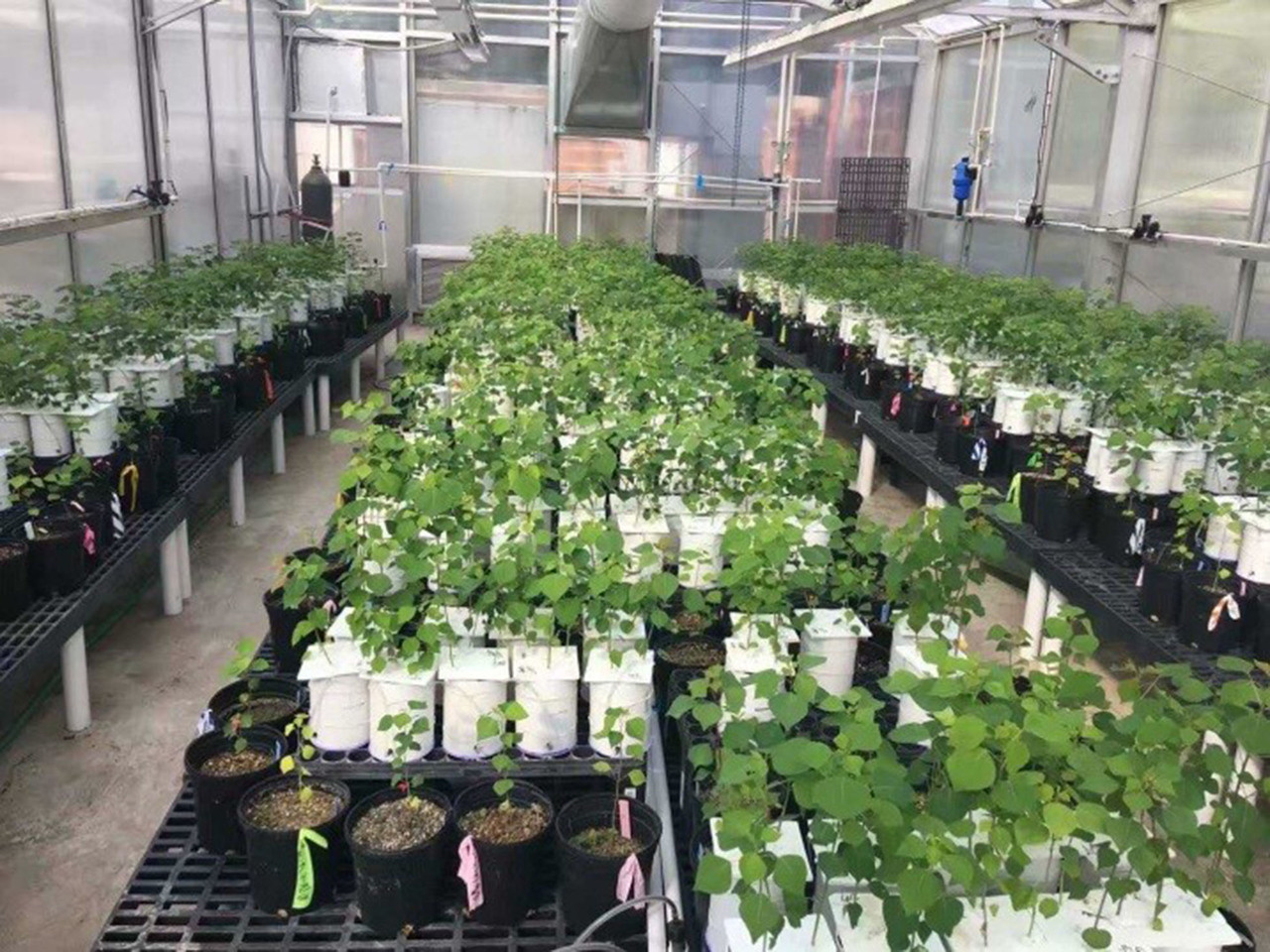 New insights into the evolution of interactions between invasive plants ...