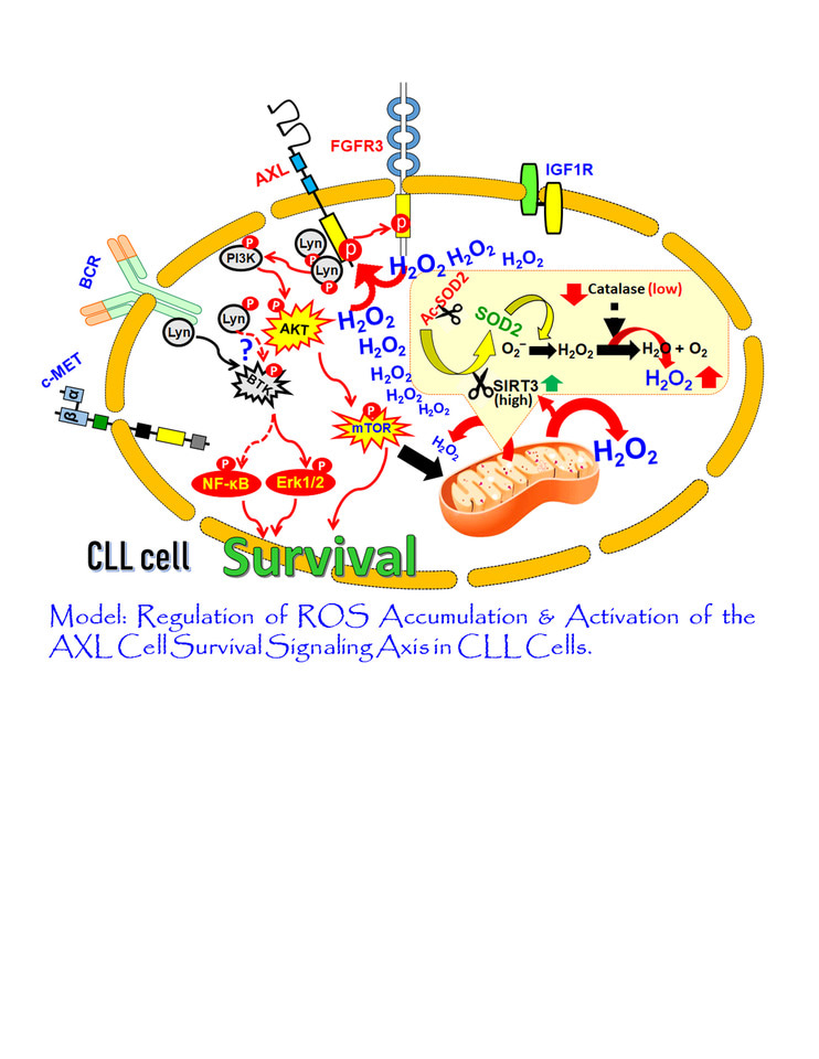 ROS Signaling in CLL Cell Survival | Research Communities by Springer ...
