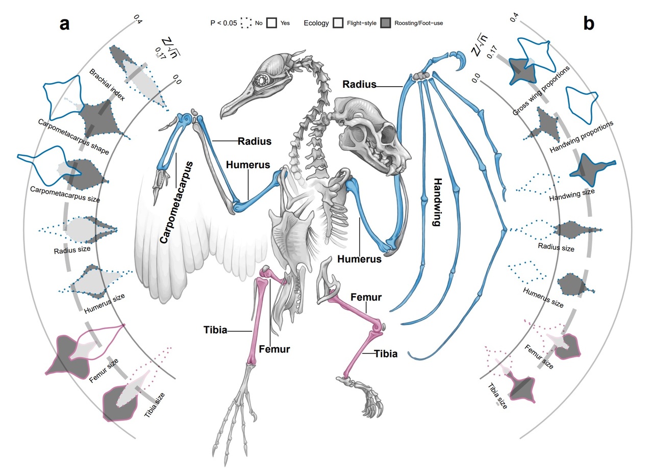 Evolutionary integration of fore- and hindlimb proportions within the ...
