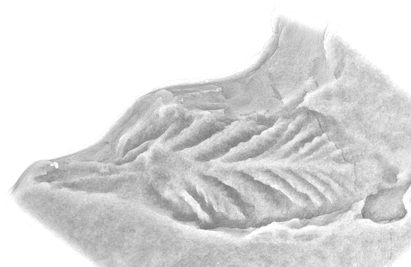 Why did fossils of the Ediacaran biota appear suddenly at large size ...