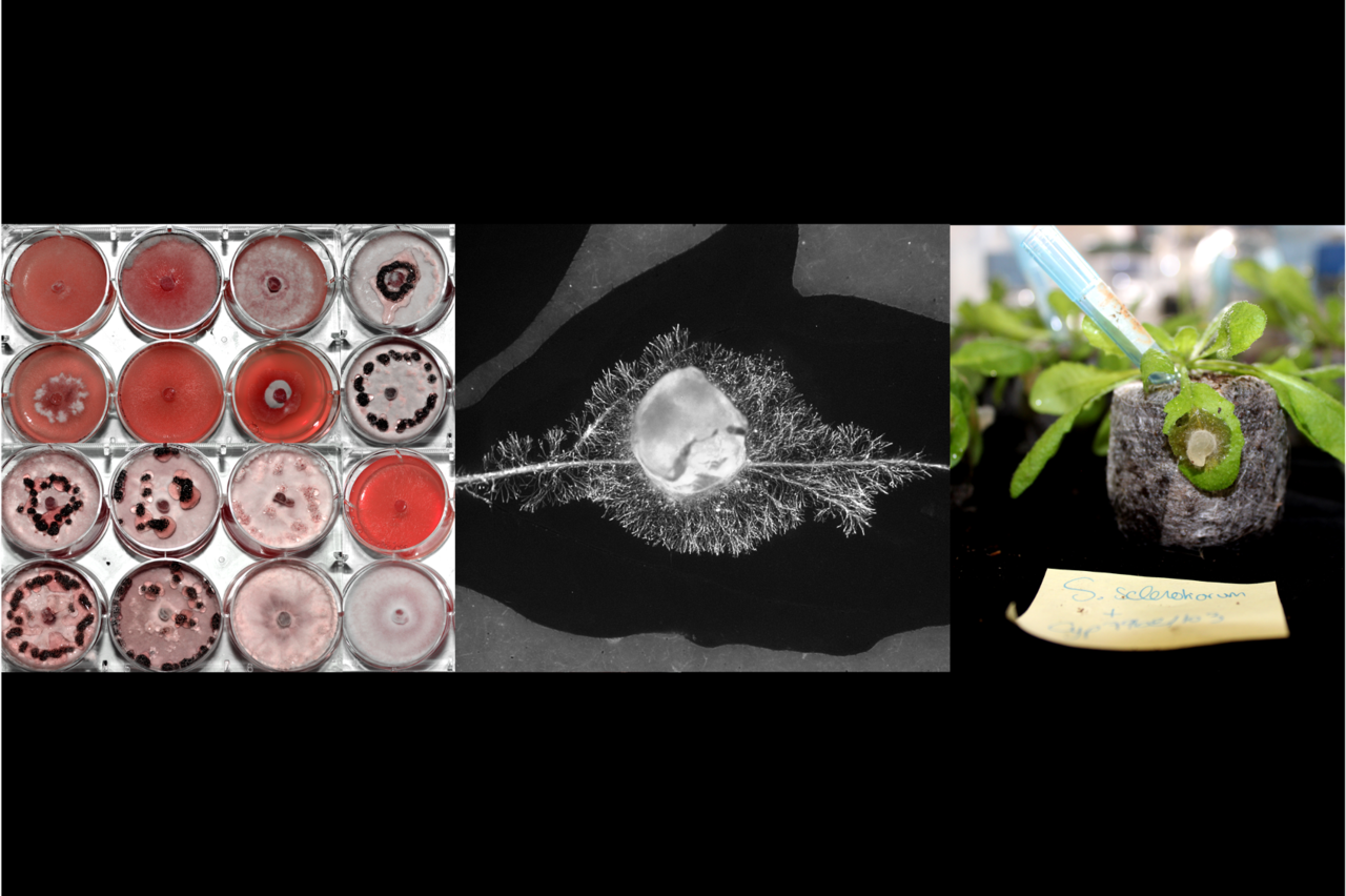 How do some pathogens infect hundreds of plants? | Research Communities ...