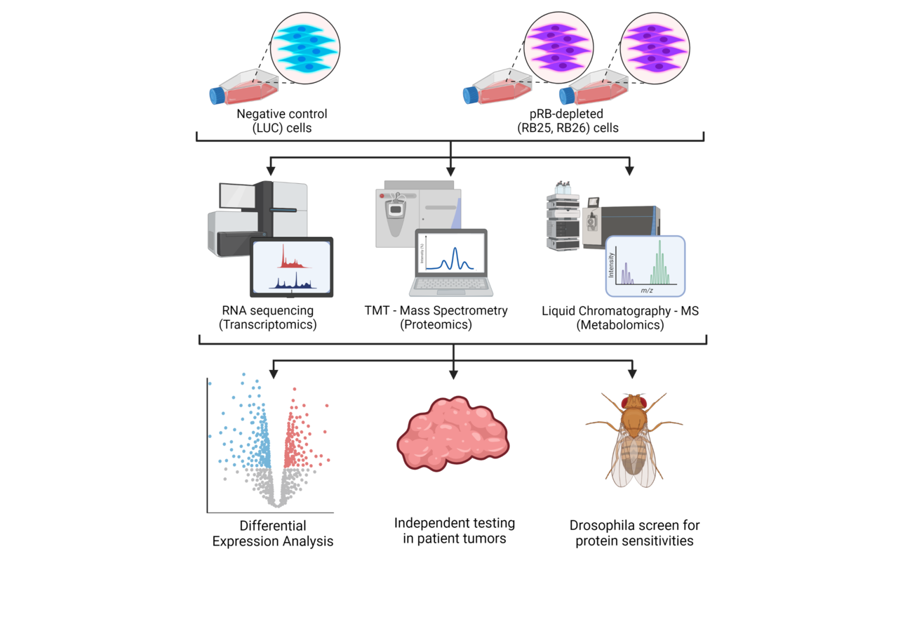How does pRB-depletion alter diploid, non-tumorigenic human cells ...