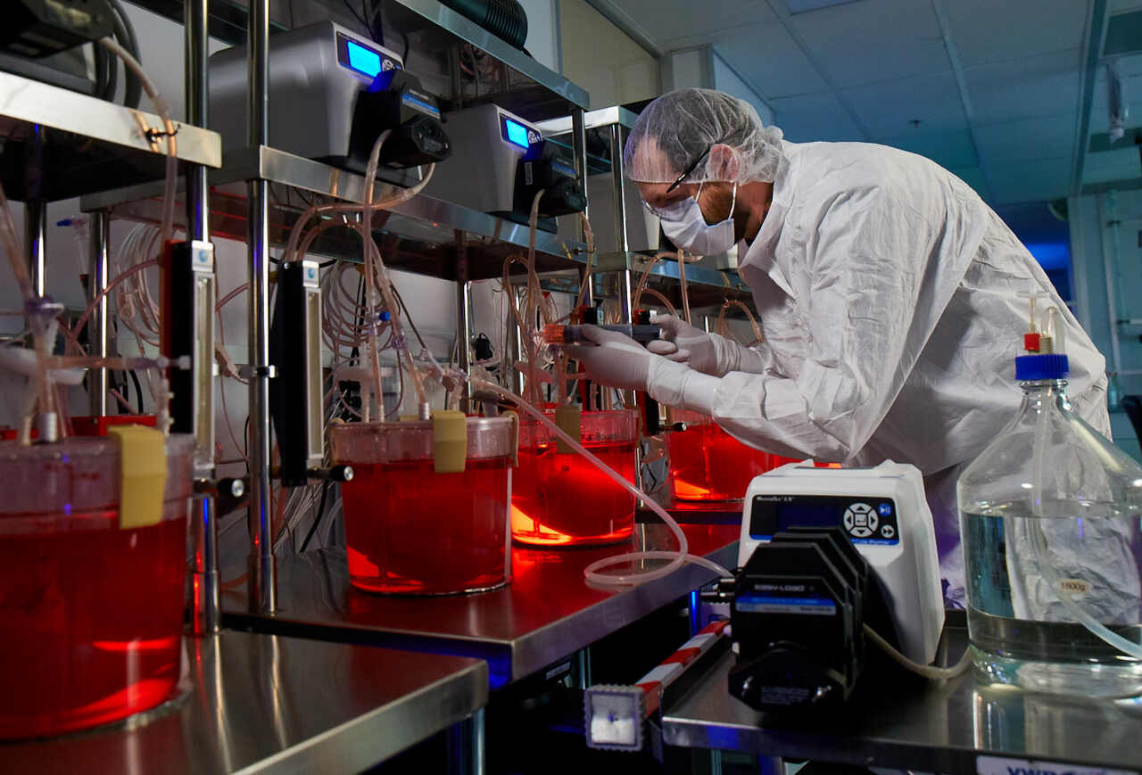 Successful transplant of bioengineered organs in large animals is a ...