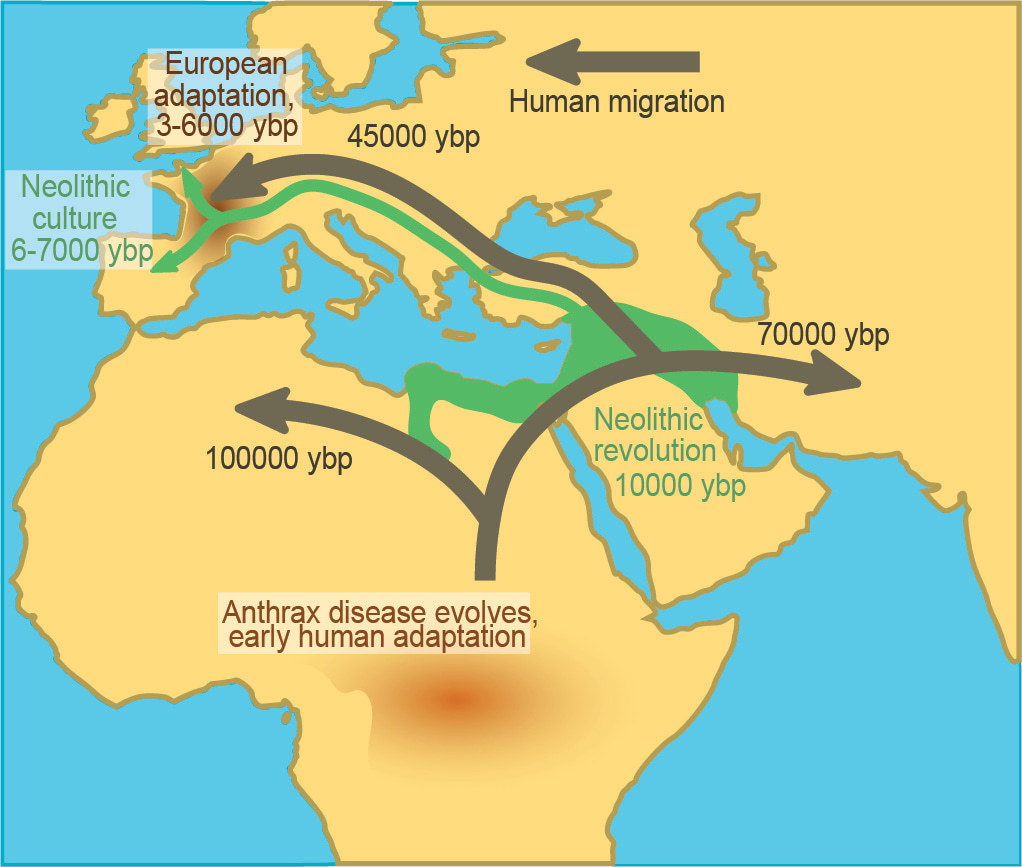 Uncovering the mechanisms of human-pathogen coevolution | Research ...