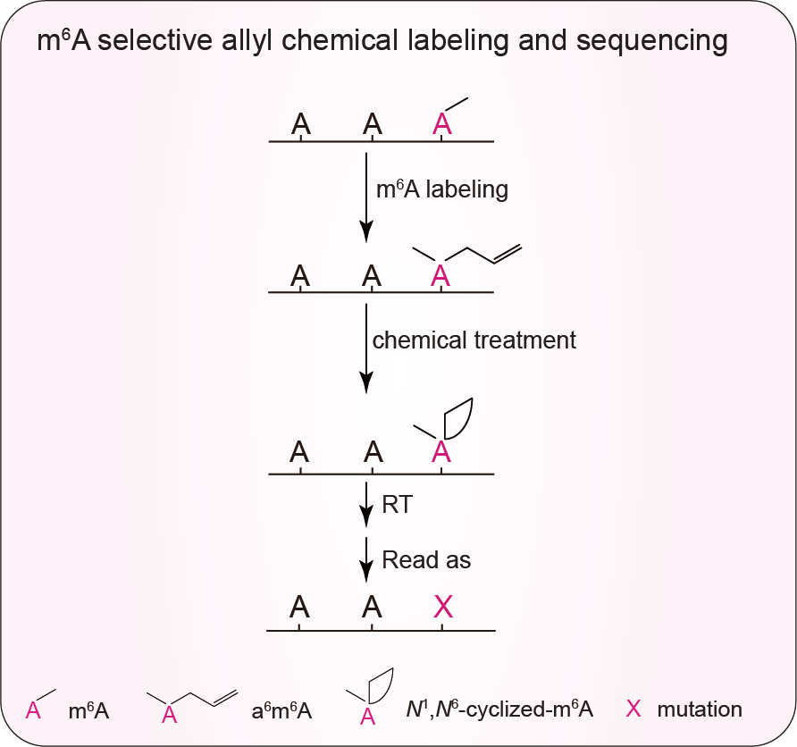 m6A RNA modifications are measured at single-base resolution across the ...