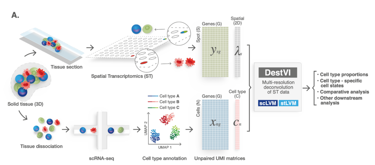 Behind the paper: DestVI identifies continuums of cell types in spatial ...