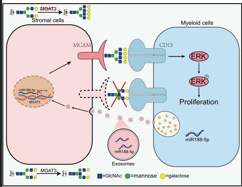 The "sweet" crosstalk between marrow stroma and malignant cells ...