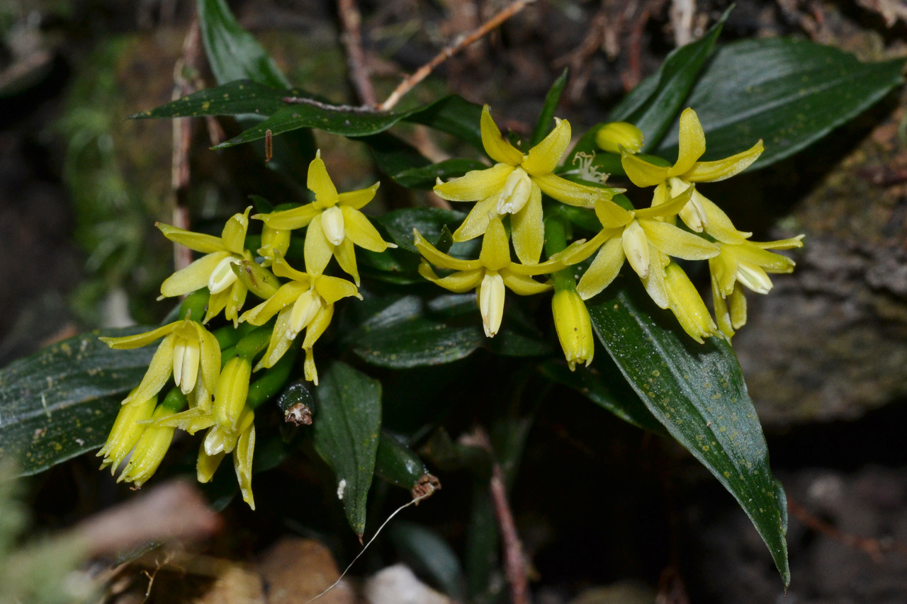 How did the orchid originate and evolve? | Research Communities by ...