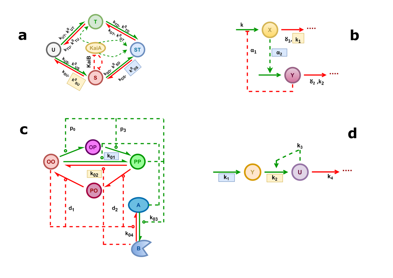 Systematic analysis of negative and positive feedback loops for ...