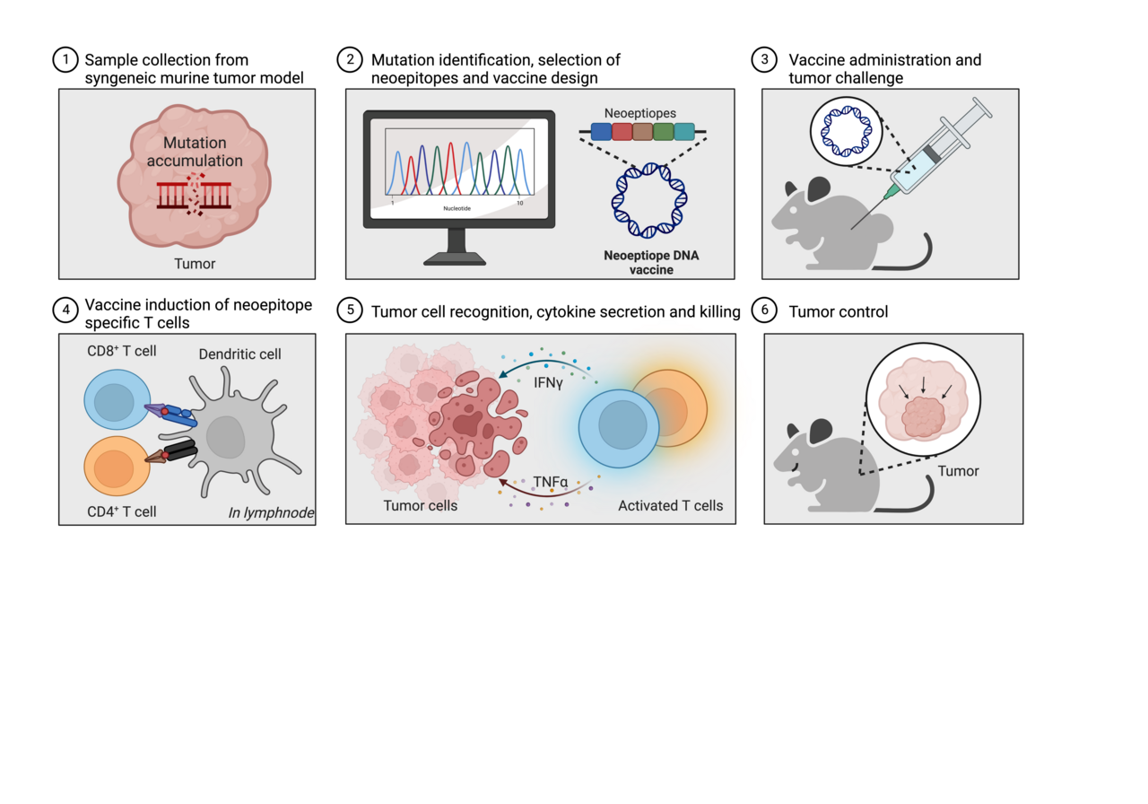 Unleashing the power of DNA: fighting cancer with tailored vaccines ...