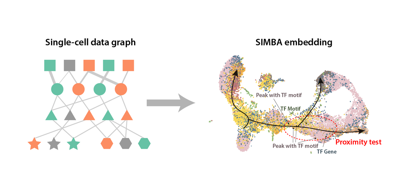 Building gene regulatory maps from single-cell data graphs | Research Communities by Springer Nature