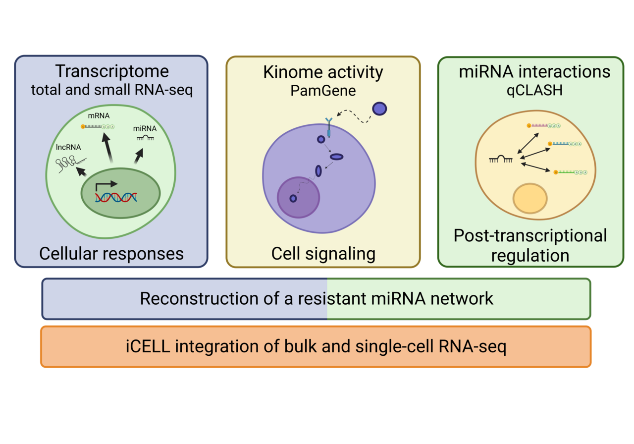 Interferon Gamma: A Potential Key in NRAS-Mutated Melanoma Treatment ...