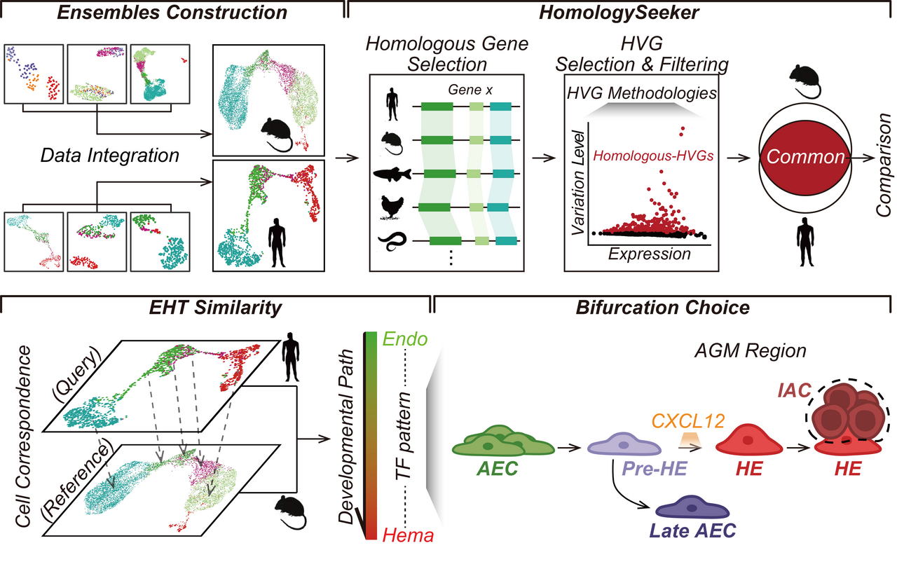 The bifurcation point of arterial and hemogenic fate determination ...