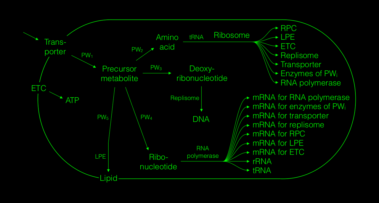 Bottom-Up Cell Design: Starting From The Simplest Self-Replicating ...