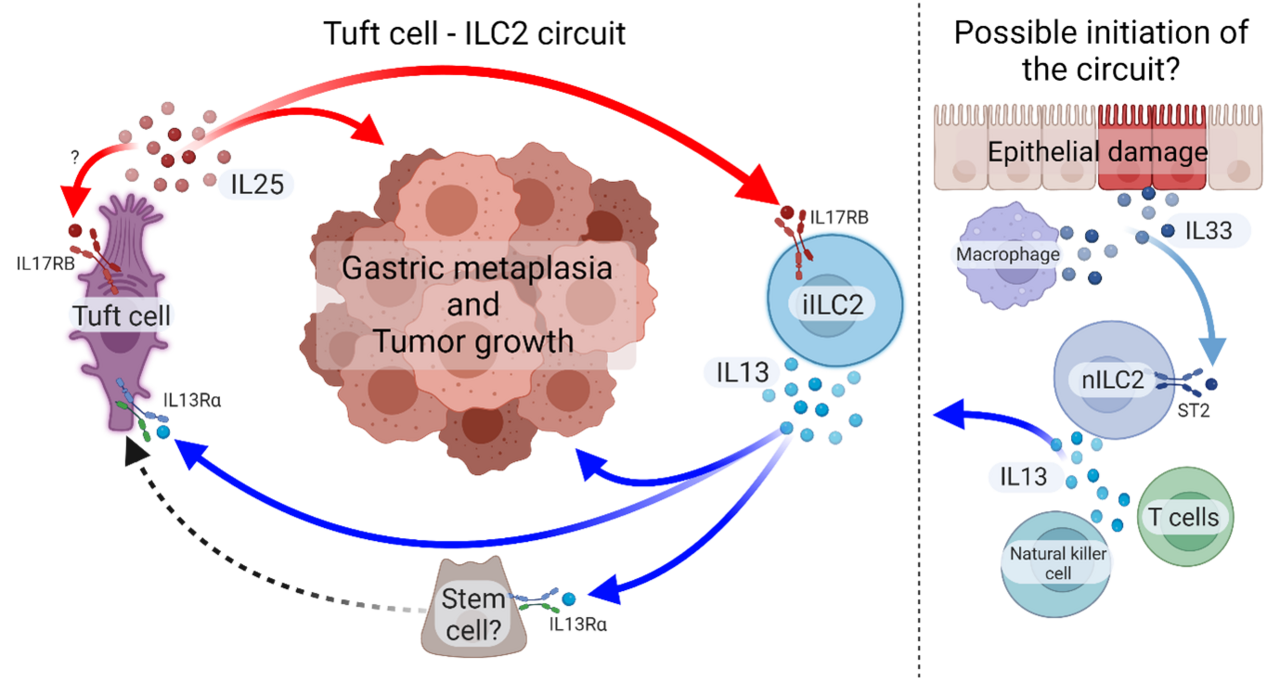 A tuft cell - ILC2 signaling circuit provides therapeutic targets to ...